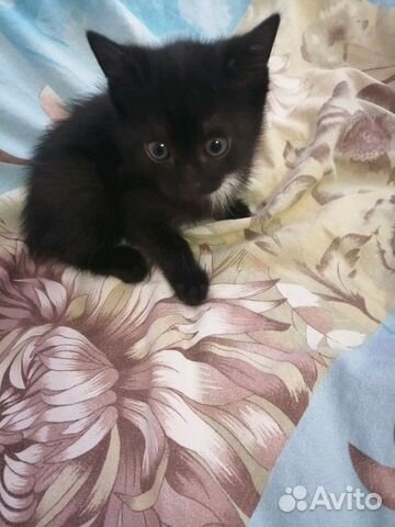 Котенок
