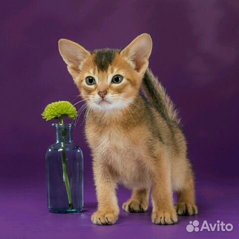 Абиссинкий котенок