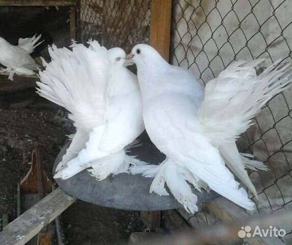 Продажа статных белых голубей