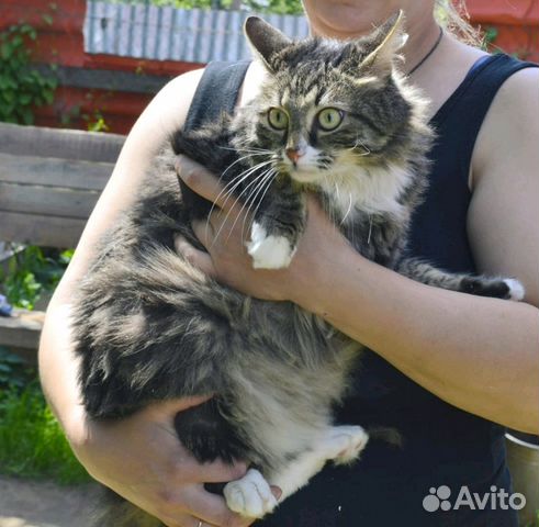 Котик шикарный Василий