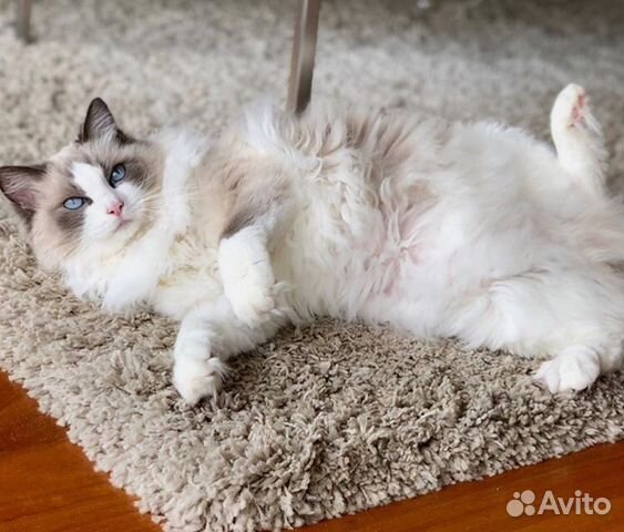 Mалыш Ragdoll