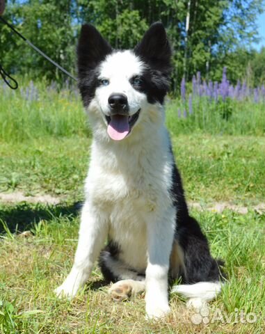 Девочка якутской лайки