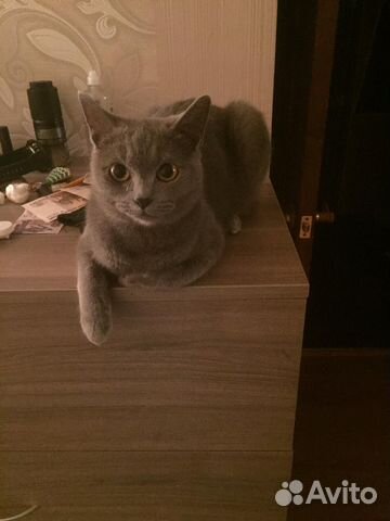 Продам котёнка