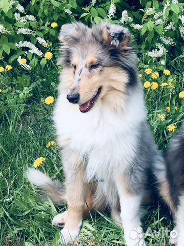 Щенки колли