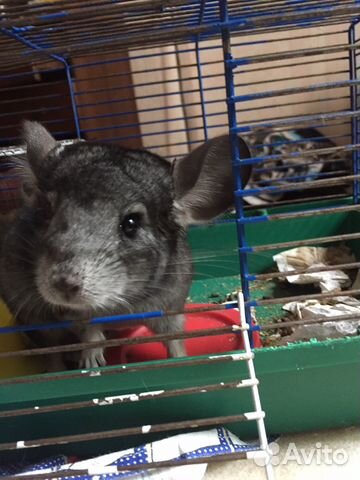 Шиншиллы 3 месяца и 4, девочка и мальчик