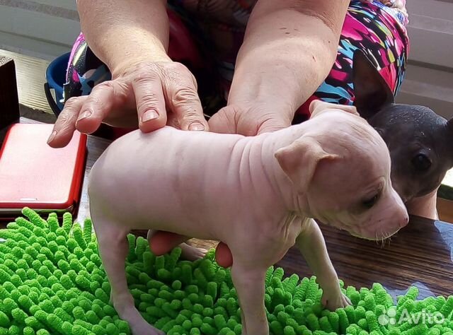 Американский голый терьер