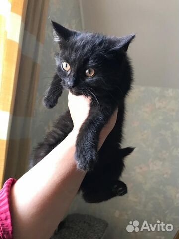 Котята бесплатно, папа британец
