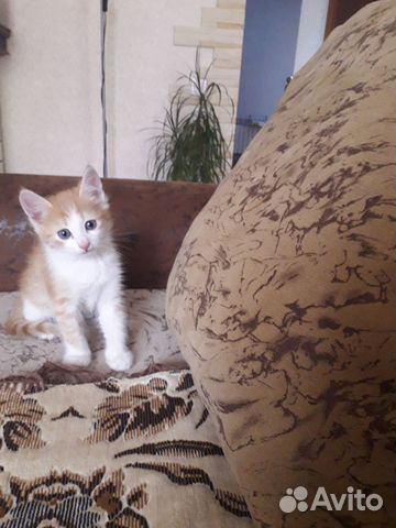 Отдам рыженького котенка