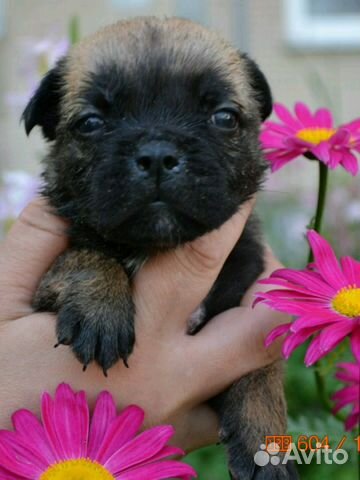 Ка де бо(малышка)