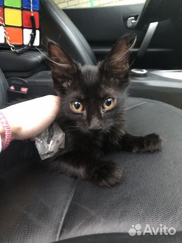 Котенок