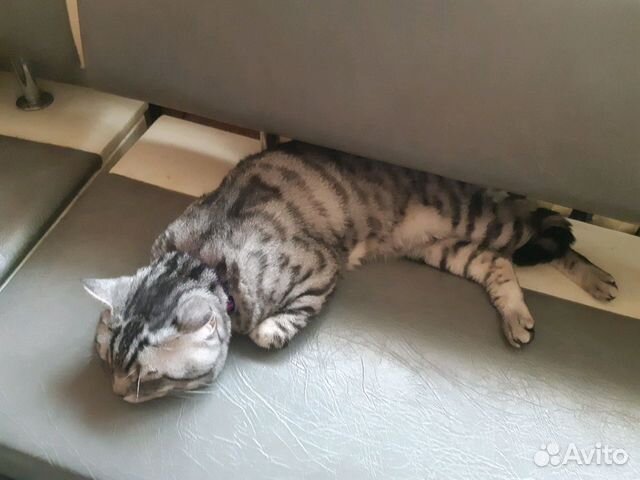 Отдам кота в добрые руки