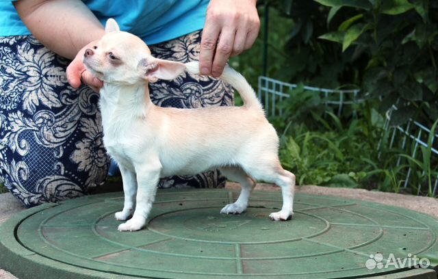 Шикарная кремовая девочка чихуахуа