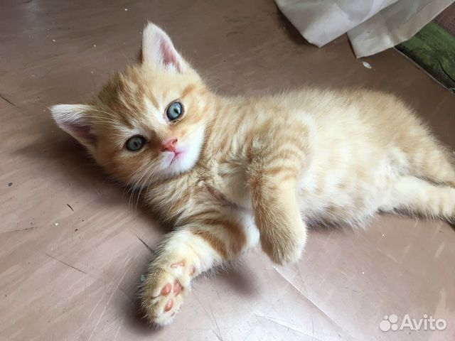 Продам шотландских котят