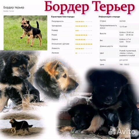 Бордер терьер