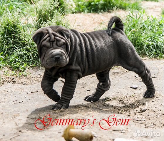 Роскошный черный мальчик-шарпечик