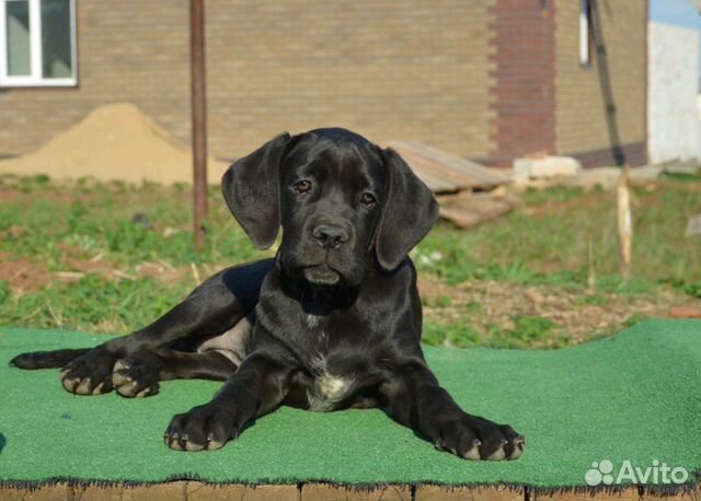 Девочка Кане-Корсо