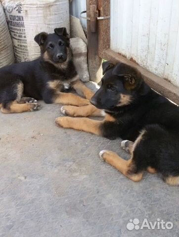 Щенок, девочка, сука, 3 мес