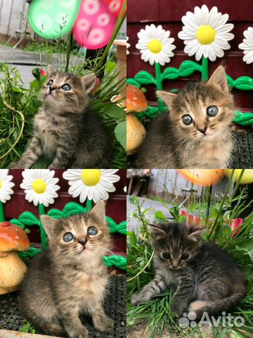 Котенок