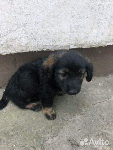 Отдам милых щенят в хорошие руки