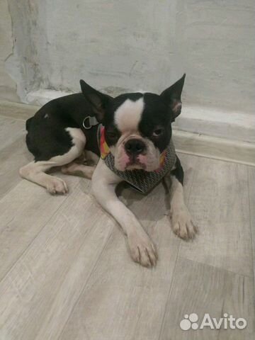 Бостон терьер