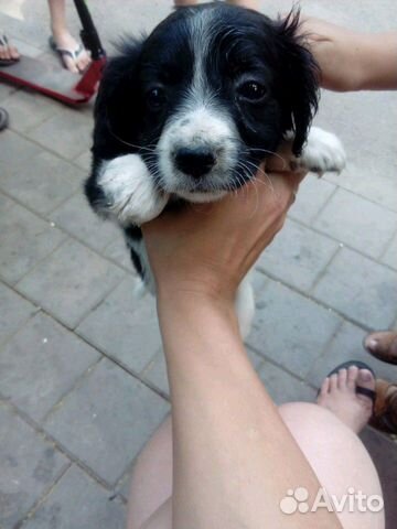 Балонка щенок