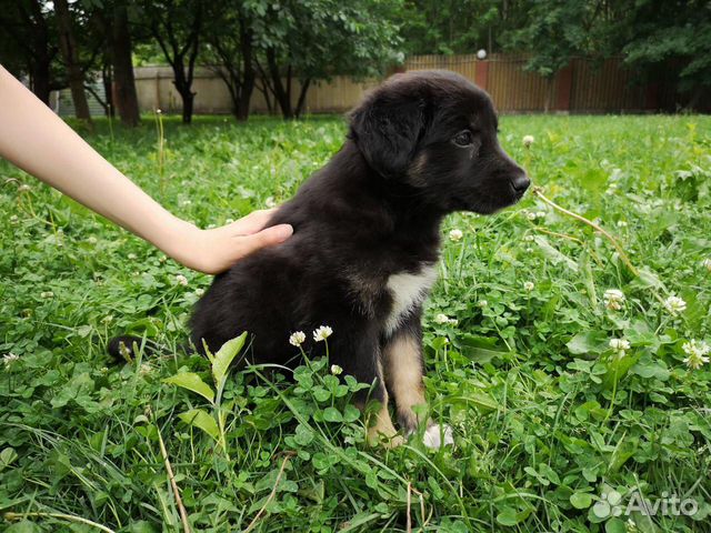 Викуся - щенок в дар