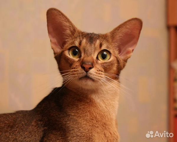 Выведенная из разведения кошка дикого окраса