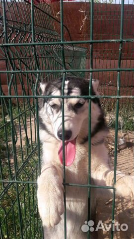 Хаска маламут