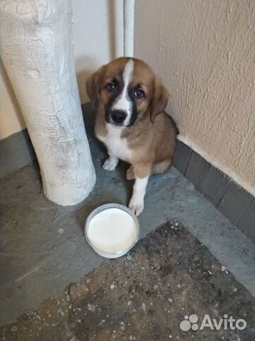 В добрые руки