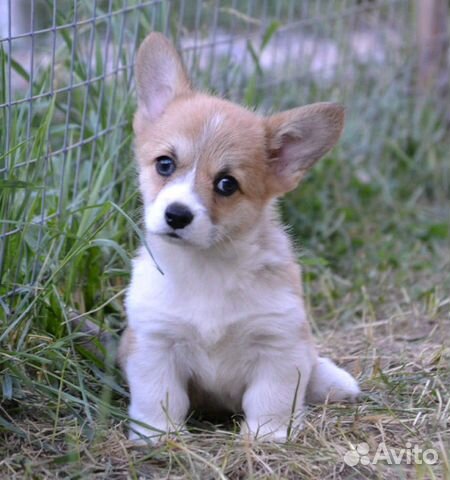 Вельш корги пемброк очаровашка