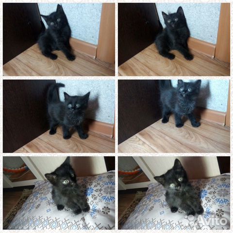 Отдам котёнка