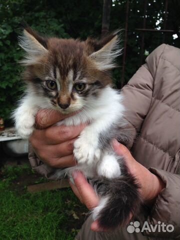 Марфушечка-душечка, маленькая, красавица