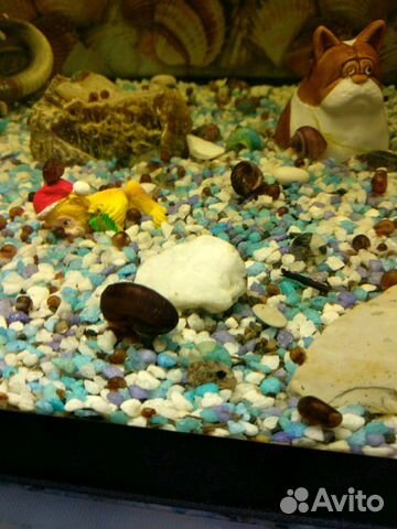 Отдам. Улитки Катушки