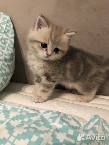 Британские котята мрамор на золоте