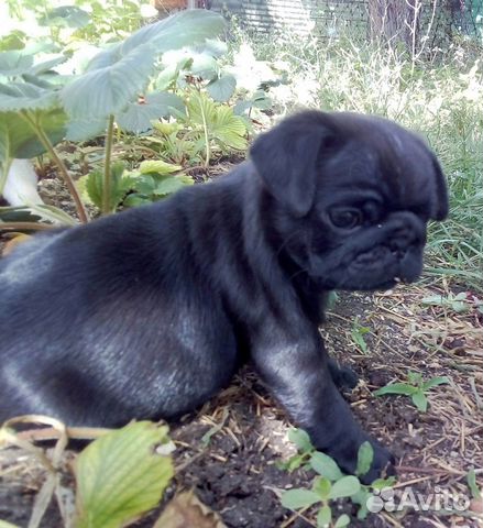 Продаются щенки чёрного мопса