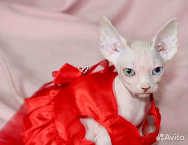 Котенок разноглазый
