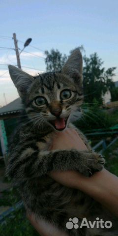 Хочу в семью