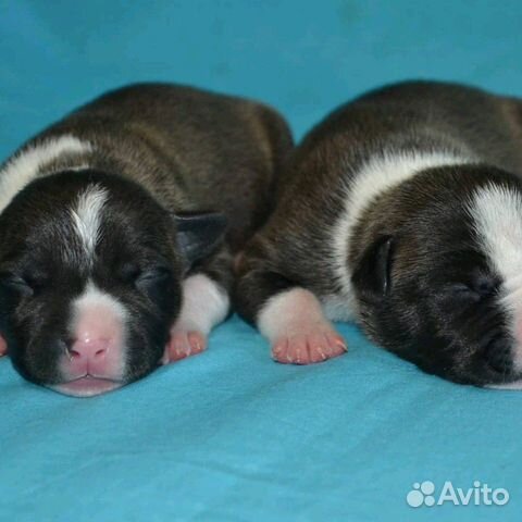 Нарядные малыши