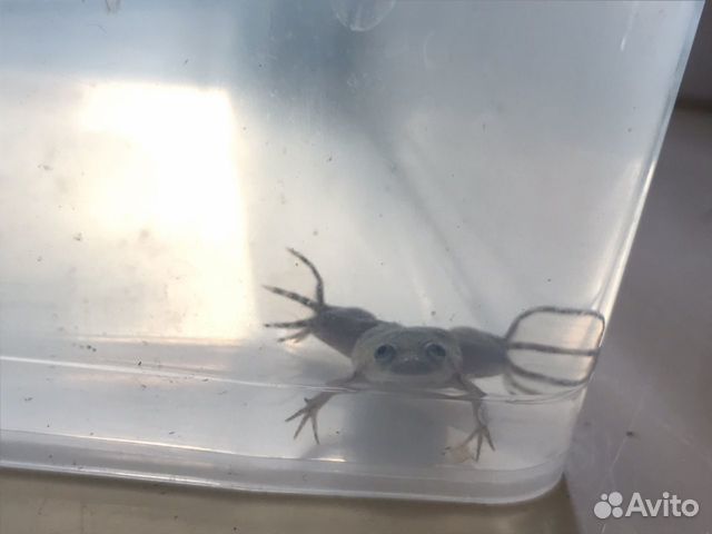 Шпорцевые лягушки 2шт