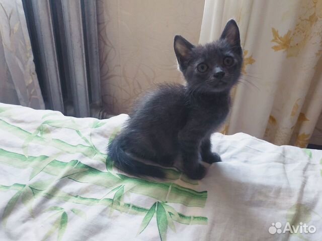Красивая девчонка ищет хозяев