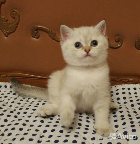 Плюшевая кроха