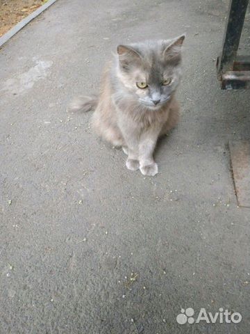 Котодевочка была домашней, сейчас на улице ищет до