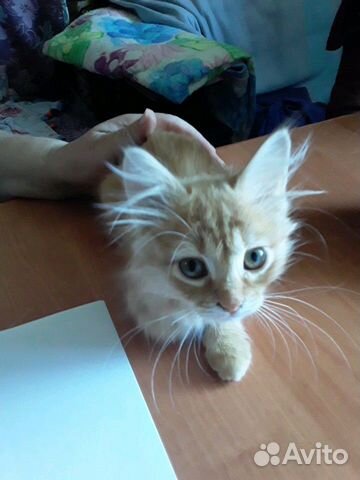 Котята