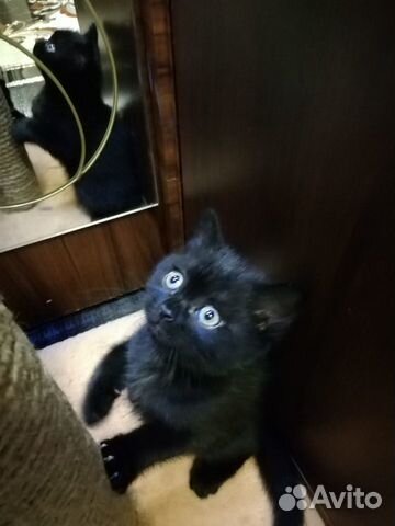 Британские котята