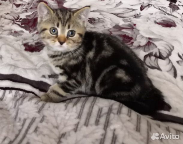 Продается котенок Шотландец