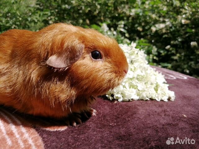 Морские свинки