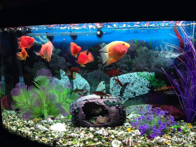 Продаю рыбок «северум»