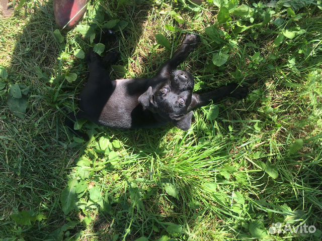 Щенка породы кане корсо с овчаркой отдадим в добры