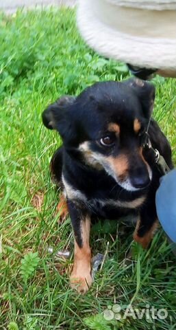 Варя 2 года 35-40 см в холке