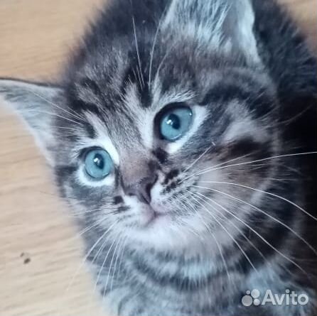 Продаются 4 котенка